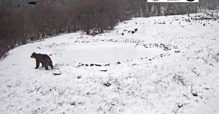 Webcam Partia Clabucet live - Camere live partii de schi Predeal